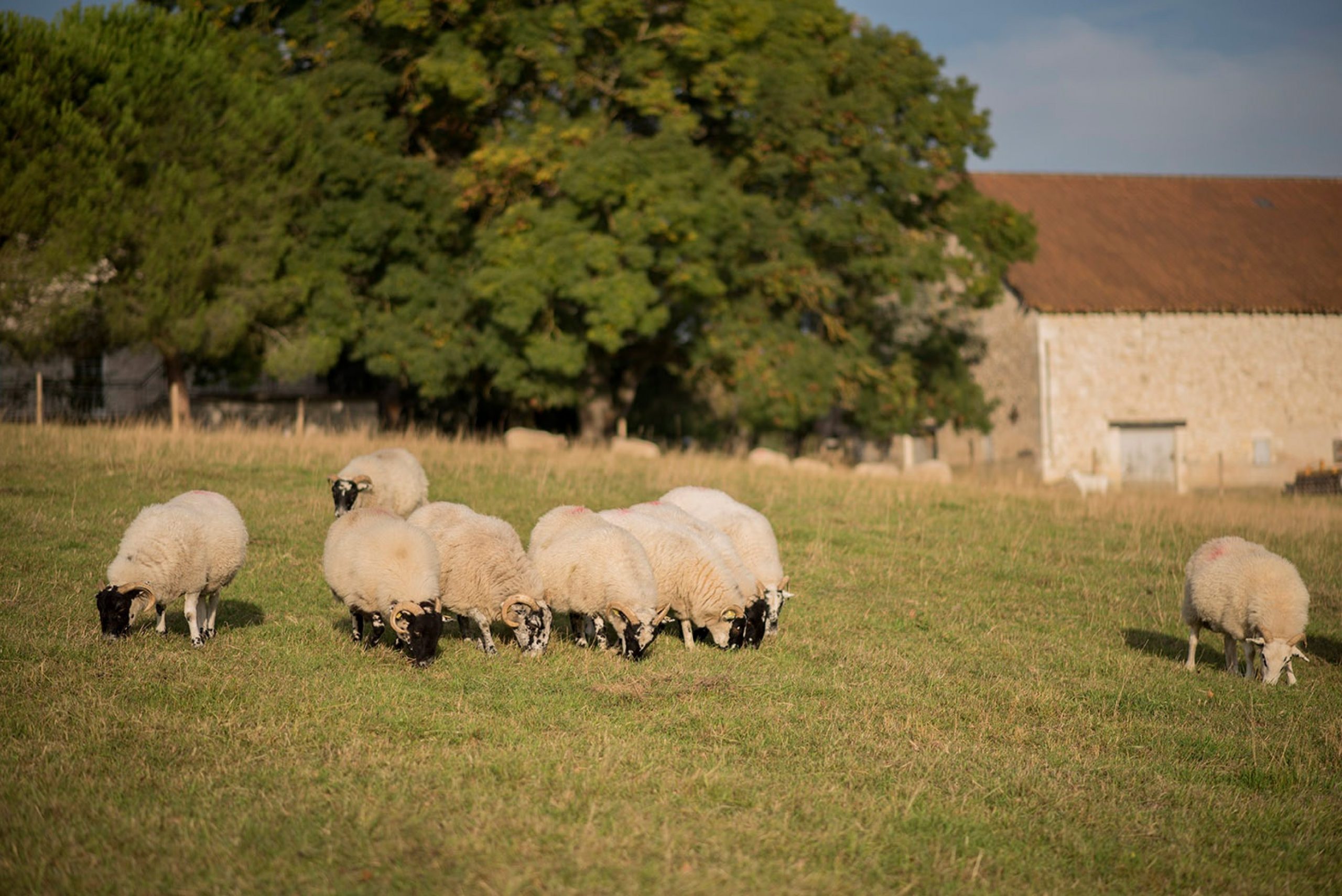 The animals – Château Thénac